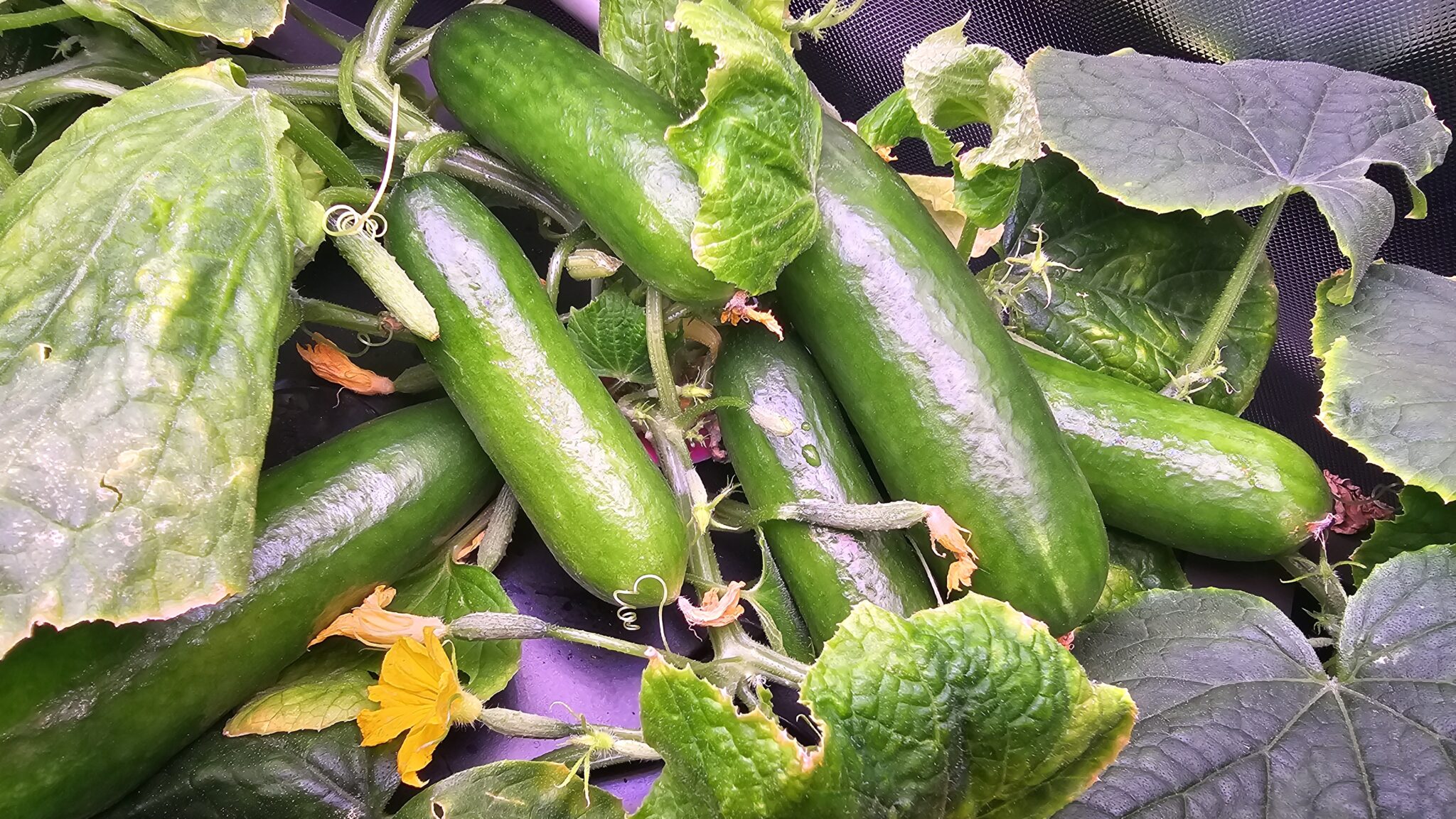 Parthenocarpic Cucumbers For Your Indoor Garden