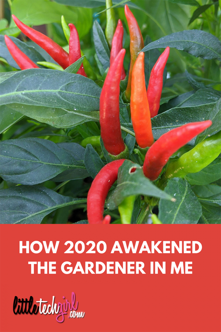 How 2020 Awakened the Gardener in Me