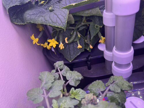 Parthenocarpic Cucumbers For Your Indoor Garden