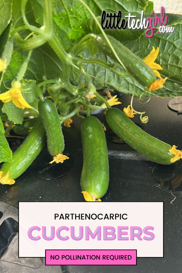 Parthenocarpic Cucumbers For Your Indoor Garden