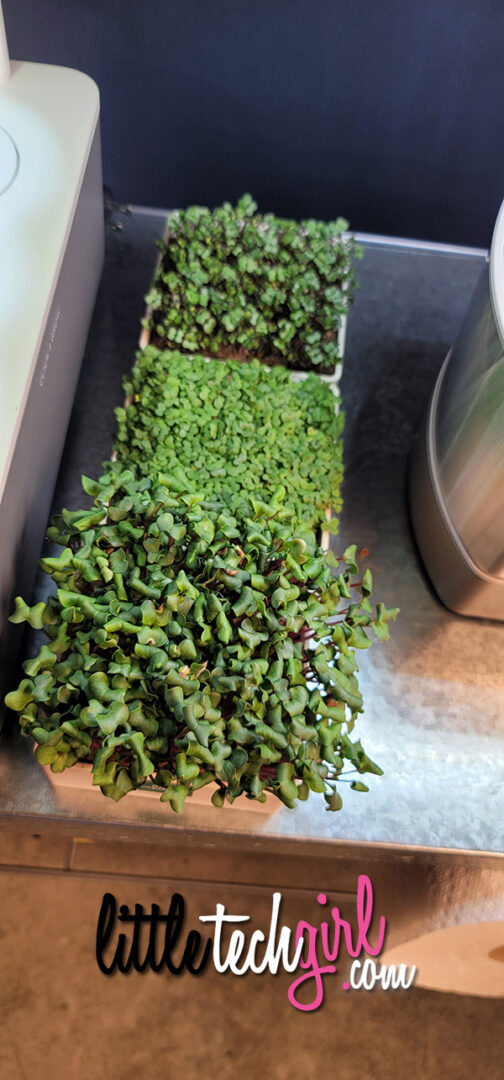 How To Grow Microgreens